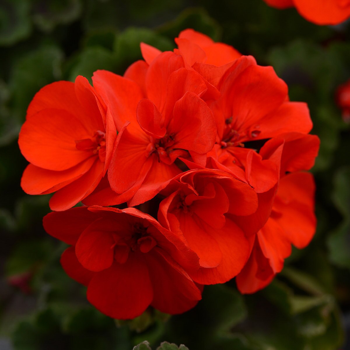 Pelargonium X Hortorum Fantasia Scarlet Zonal Geranium | SiteOne