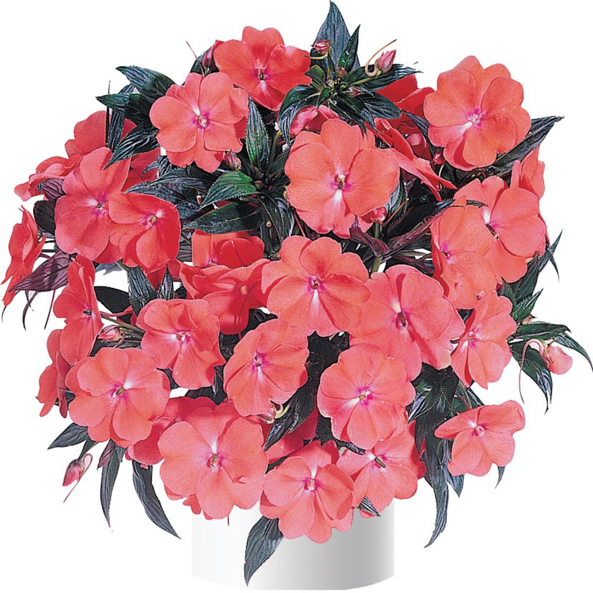 Impatiens X Hybrida Harmony Deep Salmon New Guinea Impa | SiteOne