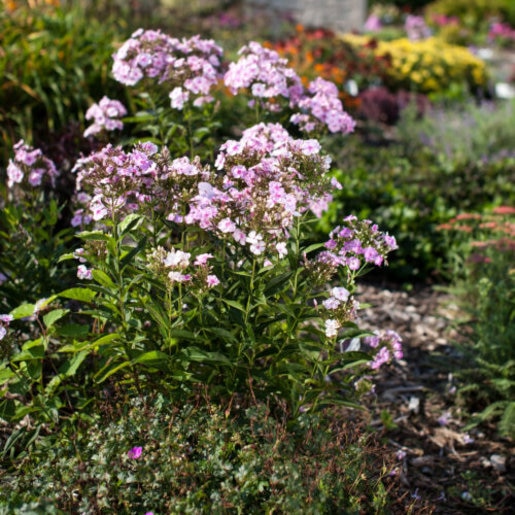 Phlox Paniculata Cotton Candy Tall Garden Phlox | SiteOne