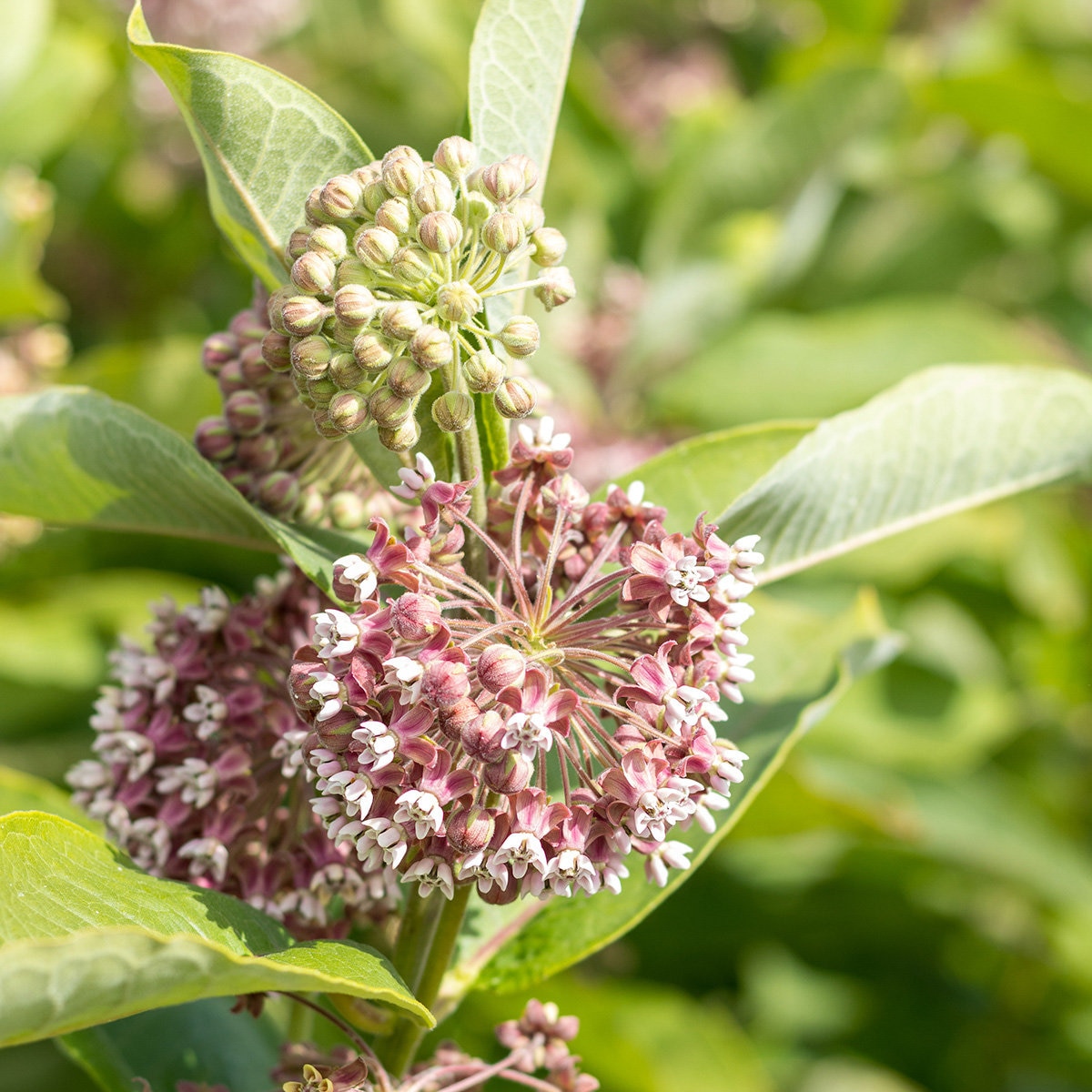 Asclepias Incarnata Soulmate Swamp Milkweed | SiteOne