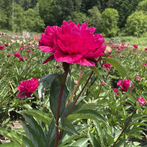 Paeonia Lactiflora Big Ben Peony | SiteOne