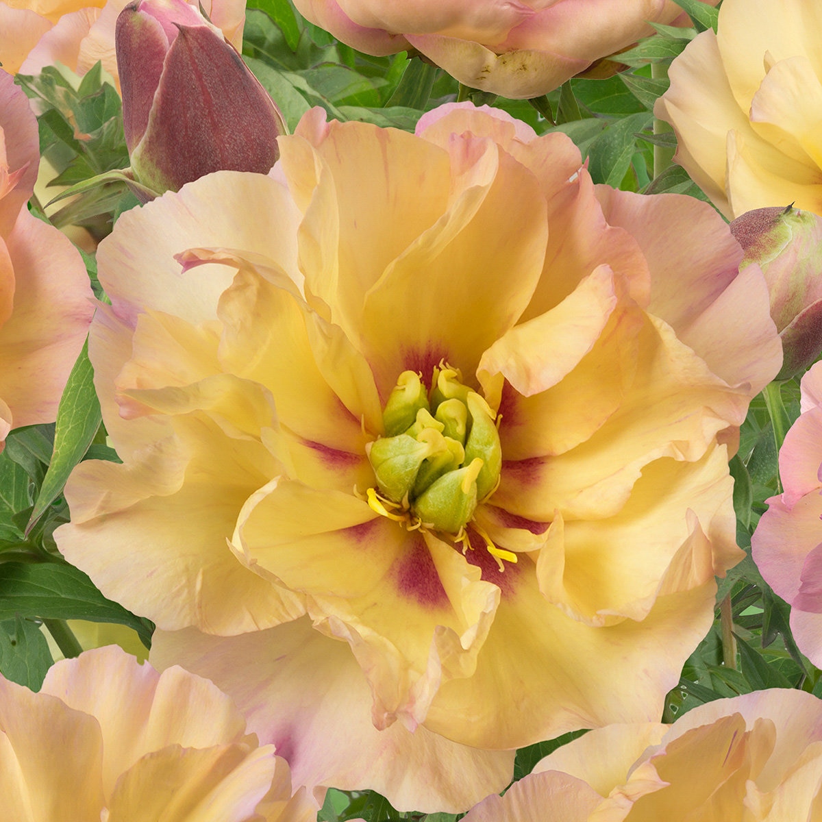 Paeonia X Canary Brilliants Itoh Peony | SiteOne