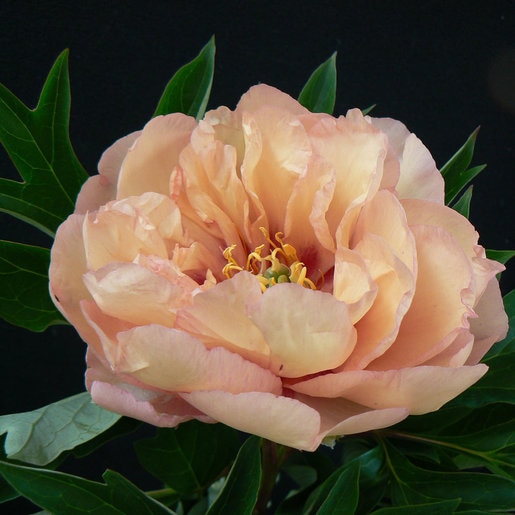 Paeonia X Canary Brilliants Itoh Peony | SiteOne