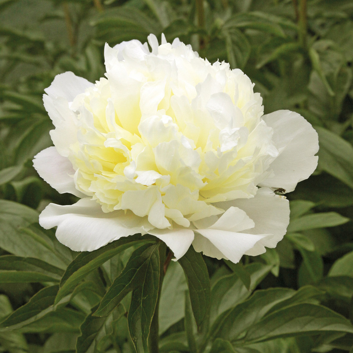 Paeonia Lactiflora Laura Dessert Peony | SiteOne