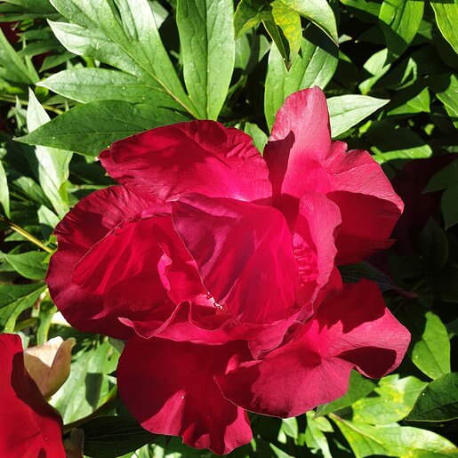 Paeonia X Morning Lilac Itoh Peony | SiteOne
