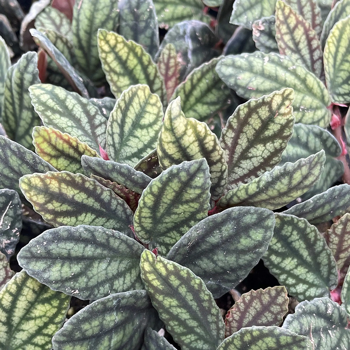Pellionia Pulchra Watermelon Vine | SiteOne