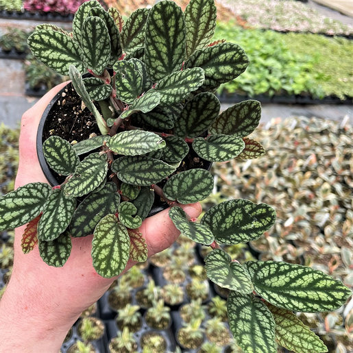 Pellionia Pulchra Watermelon Vine | SiteOne