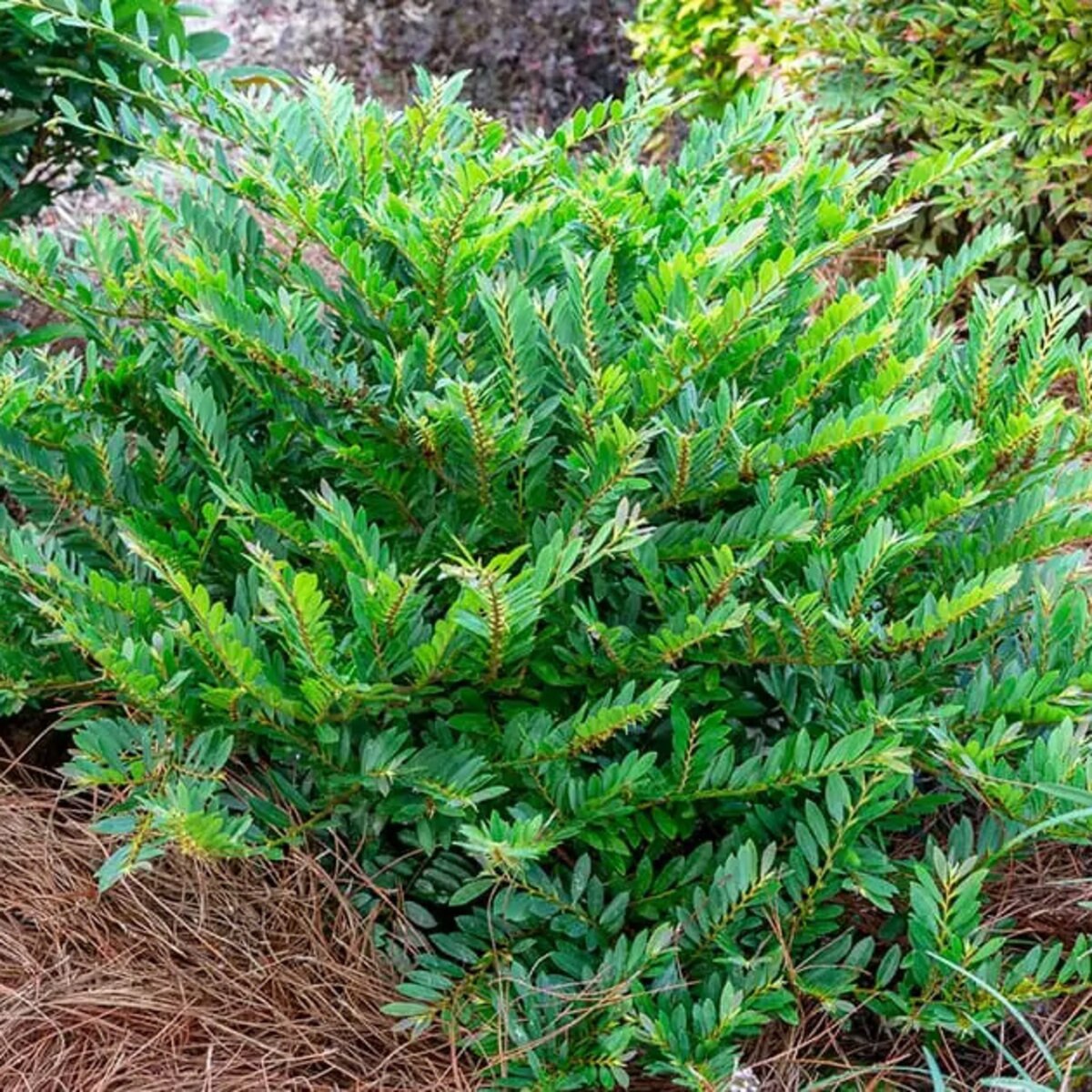 Distylium X Bayou Bliss (formerly Jewel Box) Distylium | SiteOne