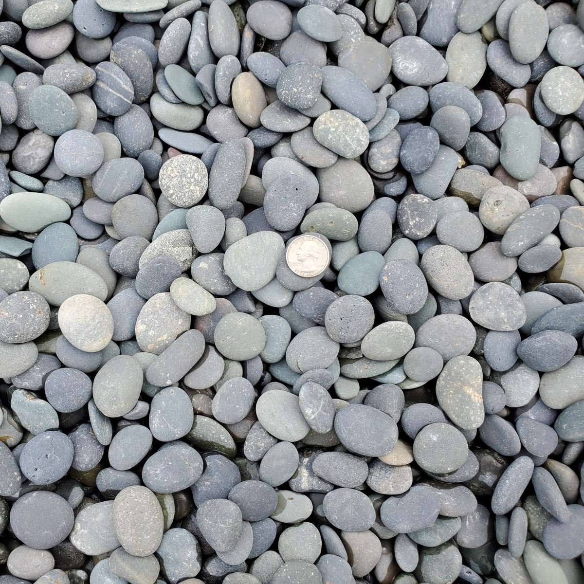 Palletized Mexican Beach Pebbles Black 1/2 - 1 in. | SiteOne