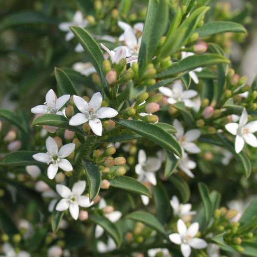 Eriostemon Myoporoides Profusion Long-Leaf Wax Flower | SiteOne