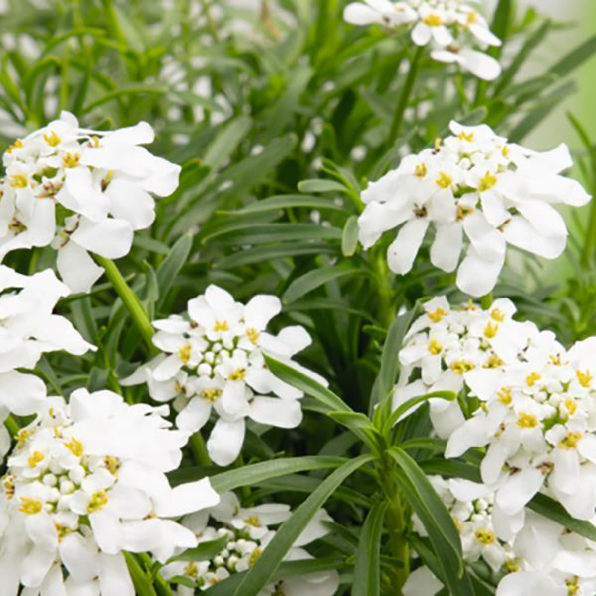 Iberis Sempervirens Snow Flurries Candytuft | SiteOne