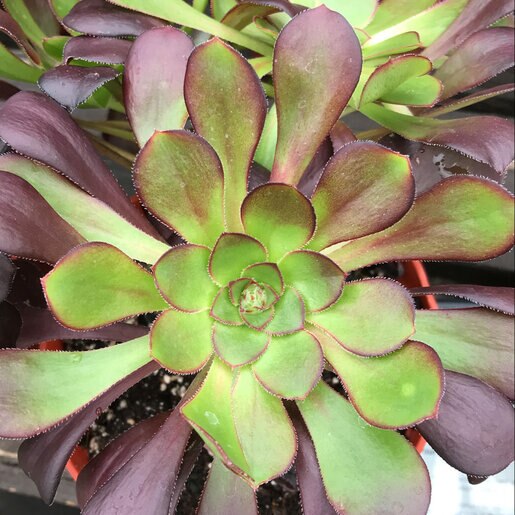 Aeonium Aboreum Cyclops Giant Red | SiteOne