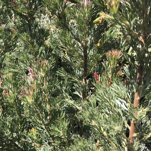 Adenanthos Silver Haze Wollybush | SiteOne