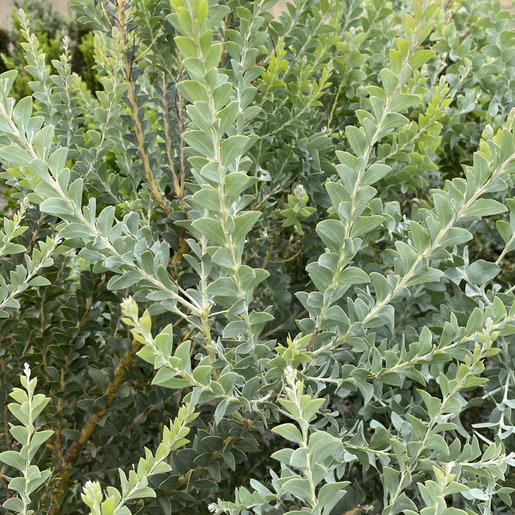 Acacia Cultriformis Knife Leaf Wattle | SiteOne