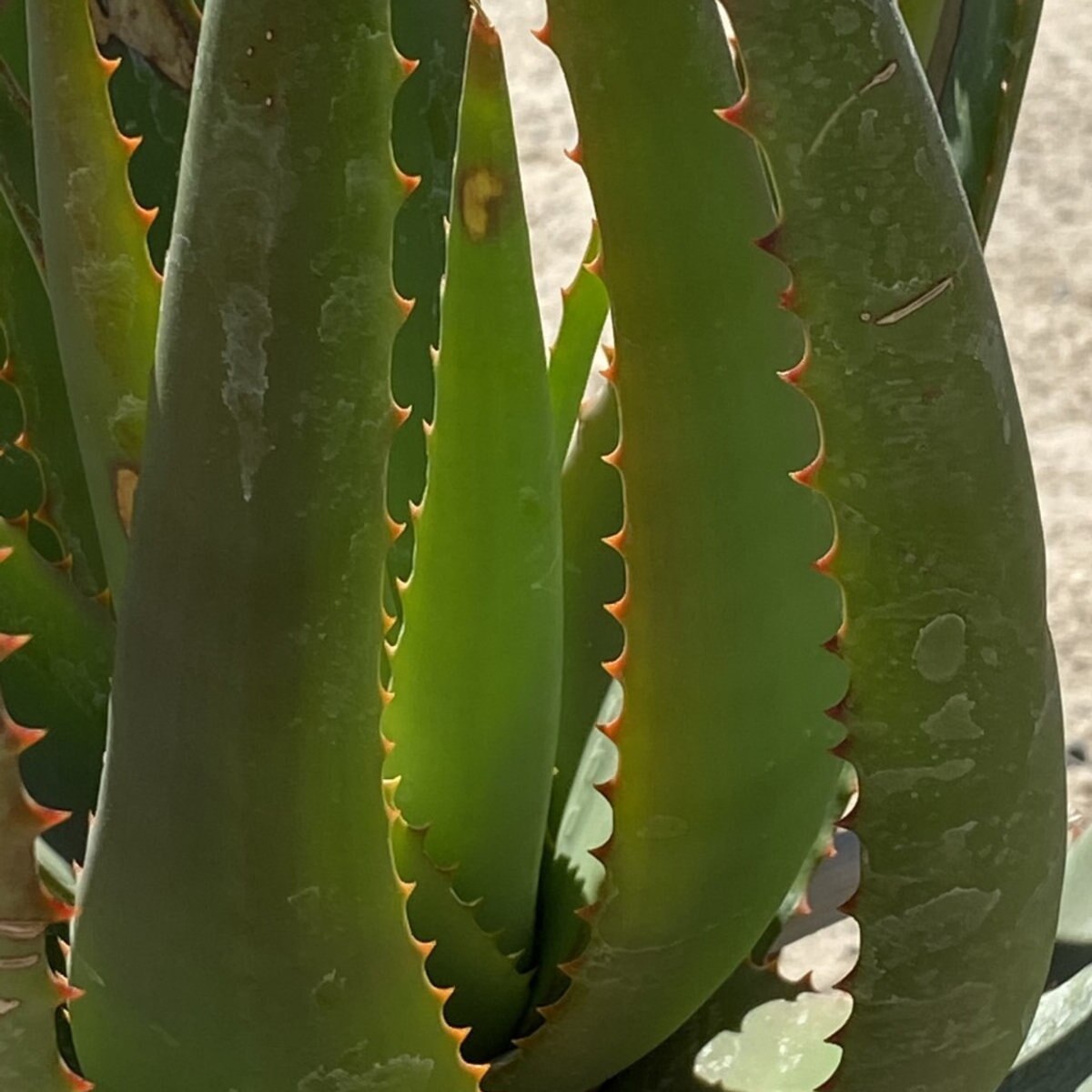 Aloe Rudikoppe Aloe | SiteOne