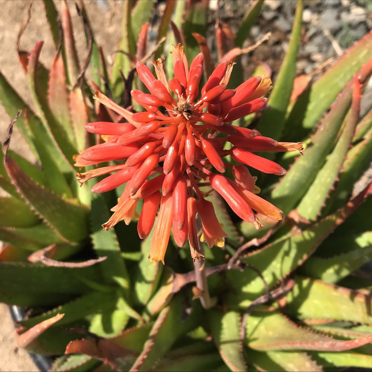 Aloe X Moonglow Snake Plant | SiteOne