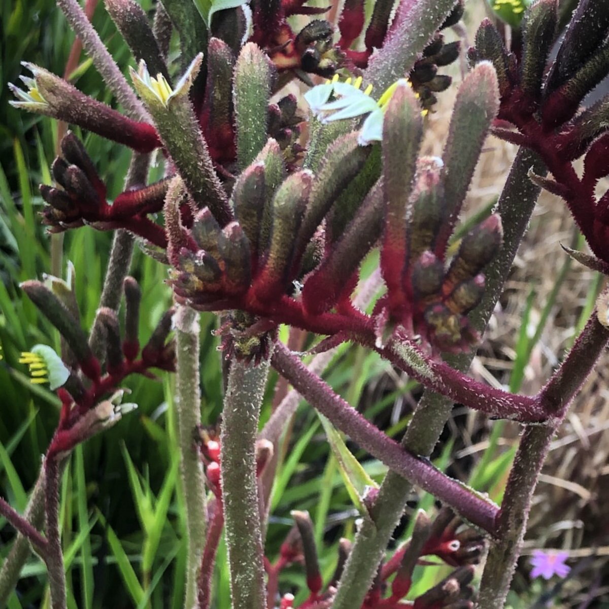 Anigozanthos X Ruby Velvet Kangaroo Paws | SiteOne