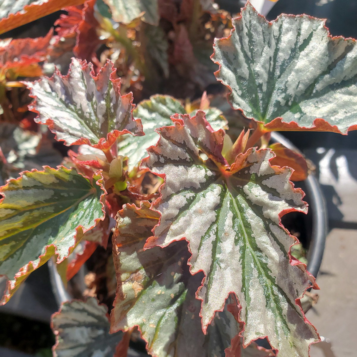 Begonia Xerophyta Looking Glass Cane Begonia | SiteOne
