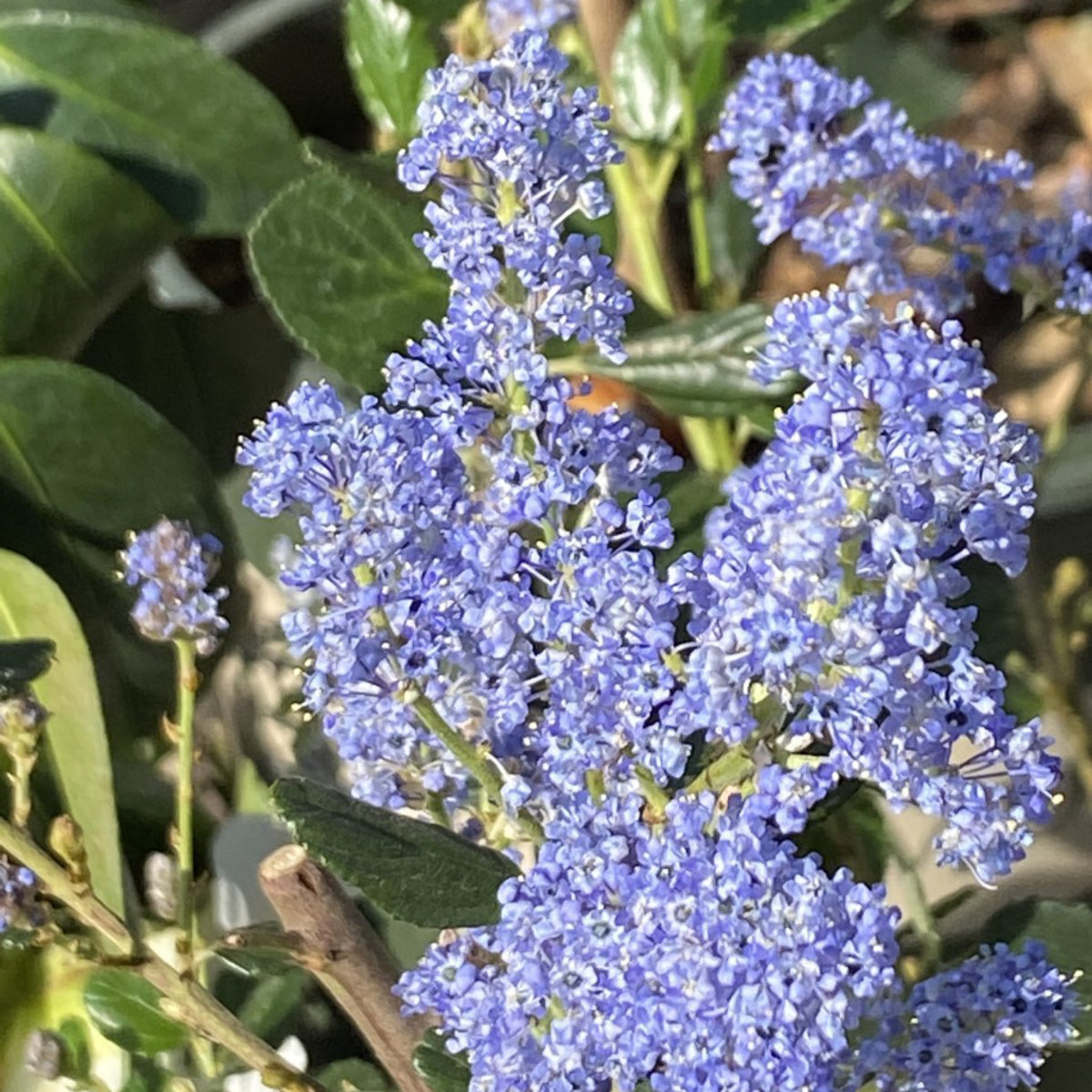 Ceanothus Ray Hartman Wild Lilac | SiteOne