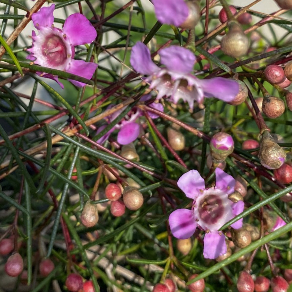 Chamelaucium Uncinatum Purple Pride Geraldton Wax Flowe | SiteOne