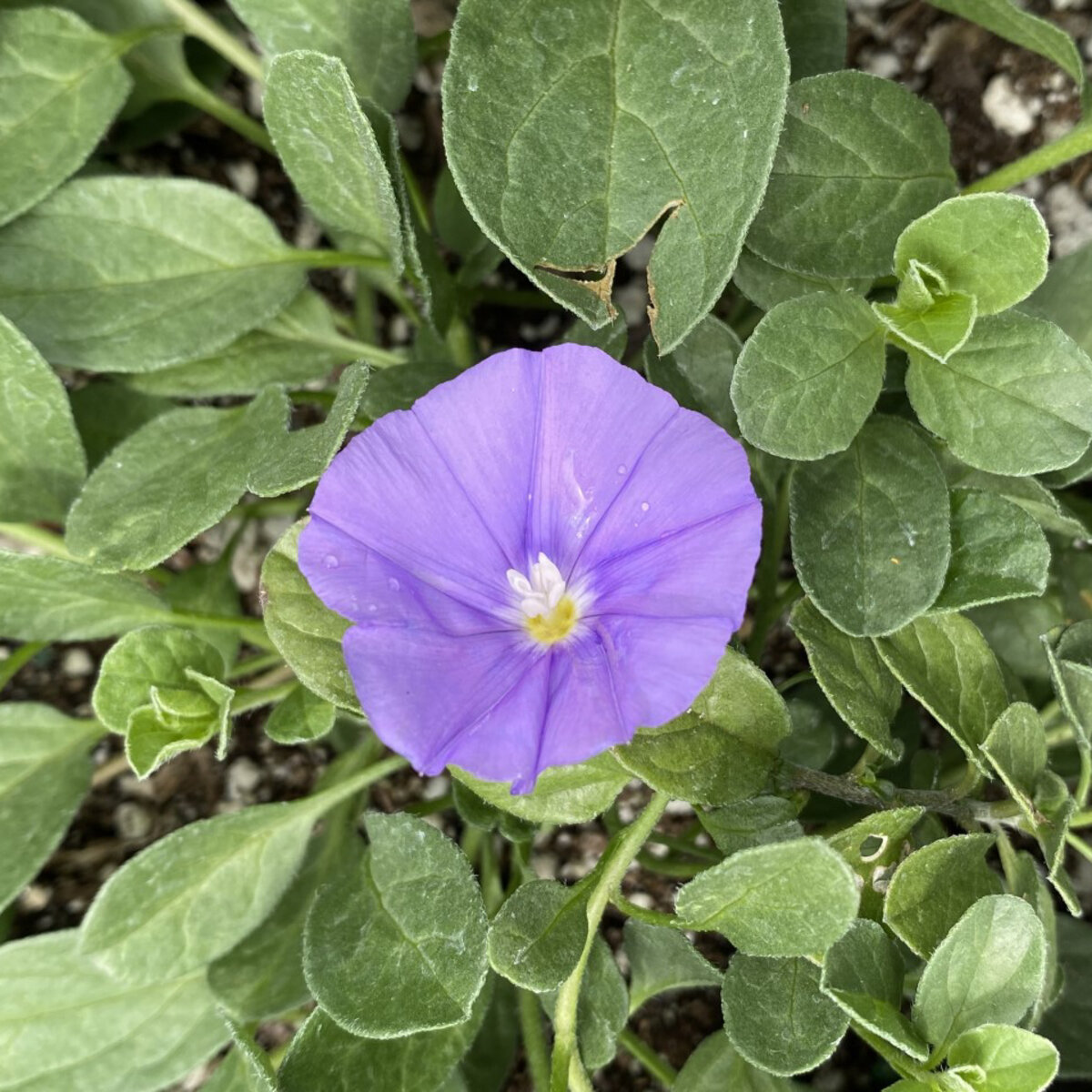 Convolvulus Sabatius Blue Casbah Morning Glory | SiteOne