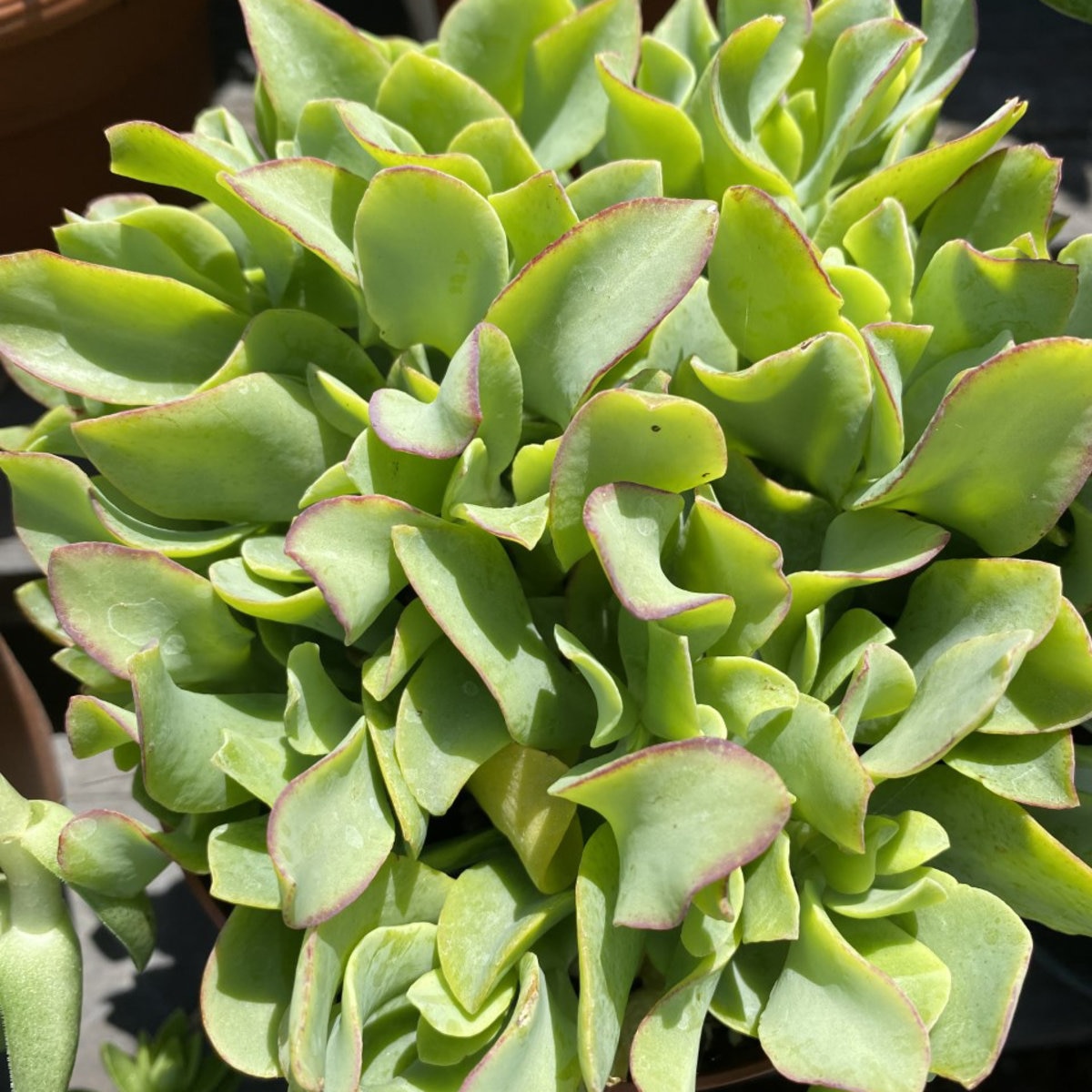 Crassula Arborescens Undulatifolia Ripple Jade | SiteOne