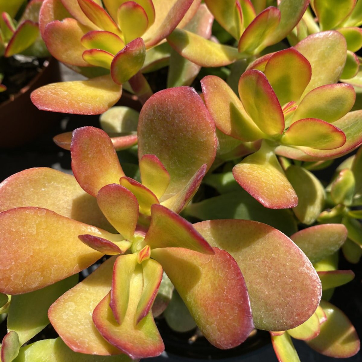 Crassula Ovata Humemls Sunset Golden Jade Plant | SiteOne