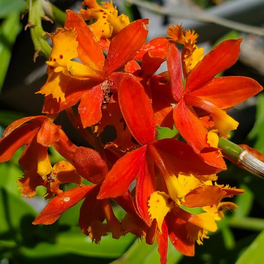 Epidendrum Ibaguense Crufix Orchid | SiteOne