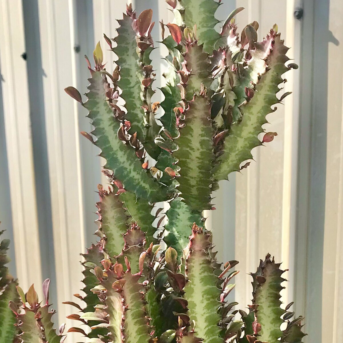 Euphorbia Trigona Red African Milk Tree | SiteOne