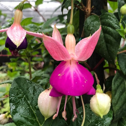 Fuchsia X Nonpareil Fuchsia | SiteOne