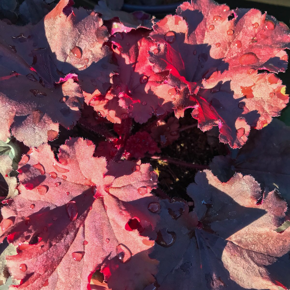 Heuchera X Indian Summer Raspberry Coral Bells | SiteOne