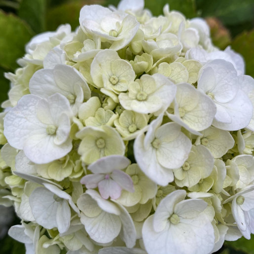 Hydrangea Macrophylla White Big Leaf Hydrangea | SiteOne