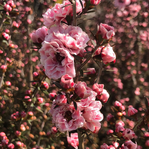 Leptospermum Scoparium Apple Blossom New Zealand Tea Tr | SiteOne