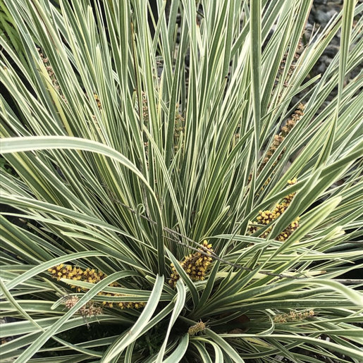 Lomandra Longifolia Platinum Beauty Variegated Mat Rush | SiteOne