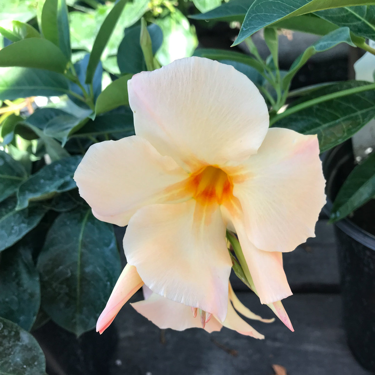 Mandevilla X Sun Parasol Apricot Dipladenia | SiteOne