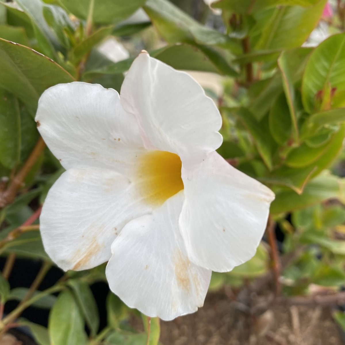 Mandevilla Sanderi My Fair Lady Mandevilla | SiteOne