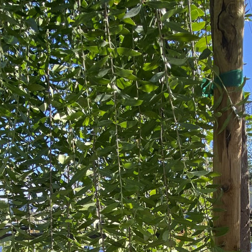 Maytenus Boaria Green Showers Mayten Tree | SiteOne