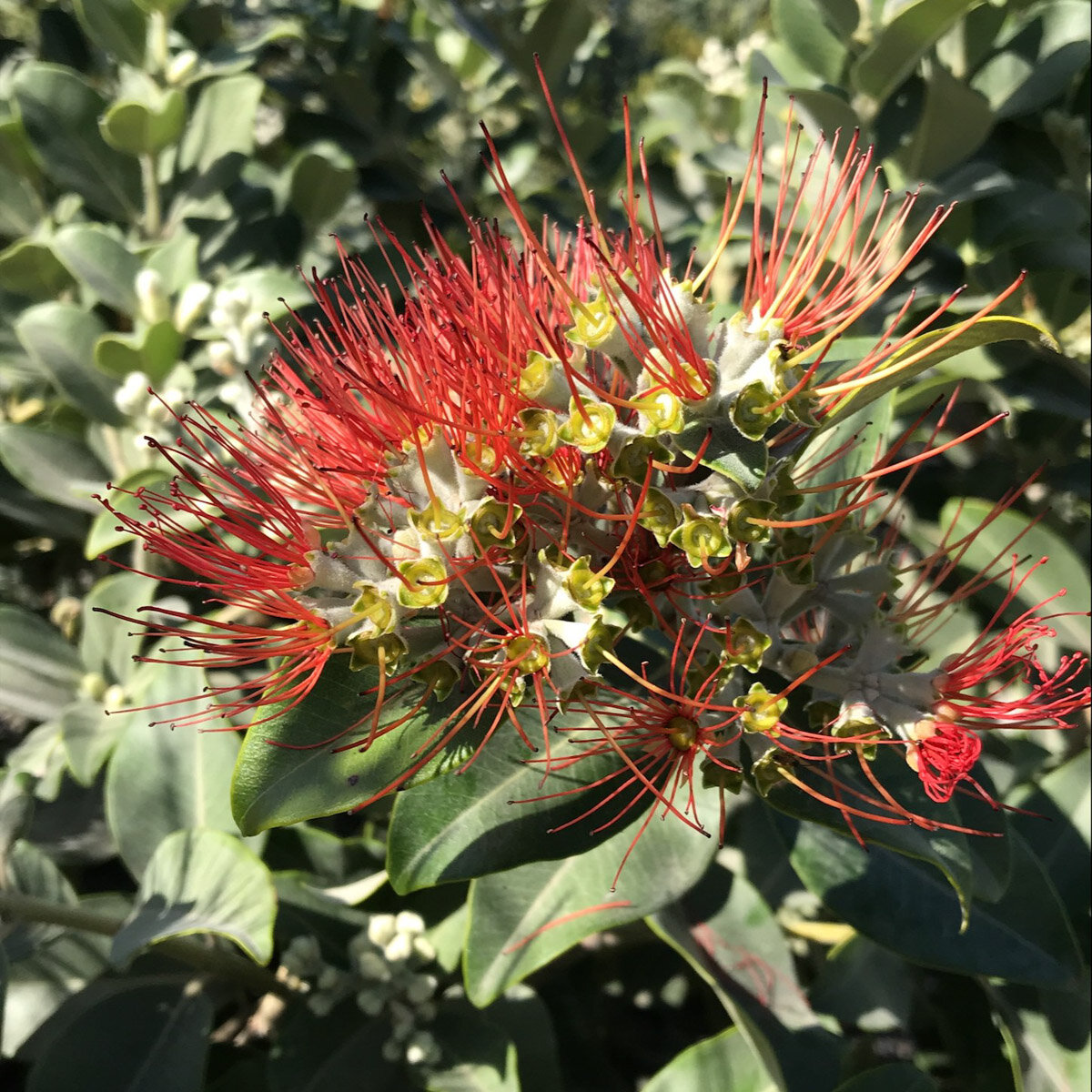 Metrosideros Collina Springfire OhiA Lelua | SiteOne