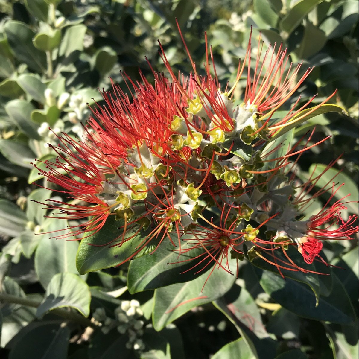 Metrosideros Collina Springfire OhiA Lelua | SiteOne