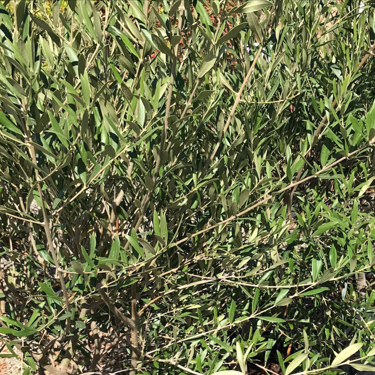 Olea Europaea Fruitless Fruitless Olive | SiteOne