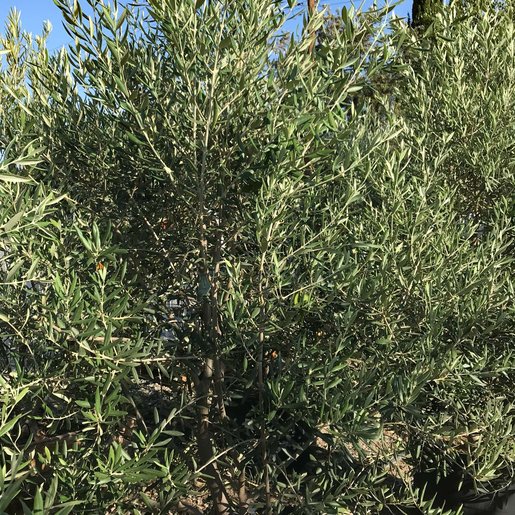 Olea Europaea Swan Hill Fruitless Olive | SiteOne