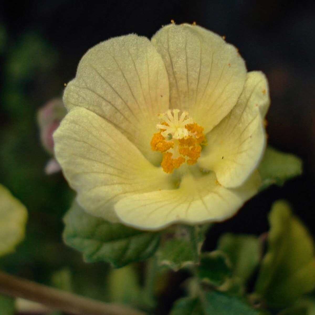 Pavonia Praemorsa Yellow Mallow | SiteOne