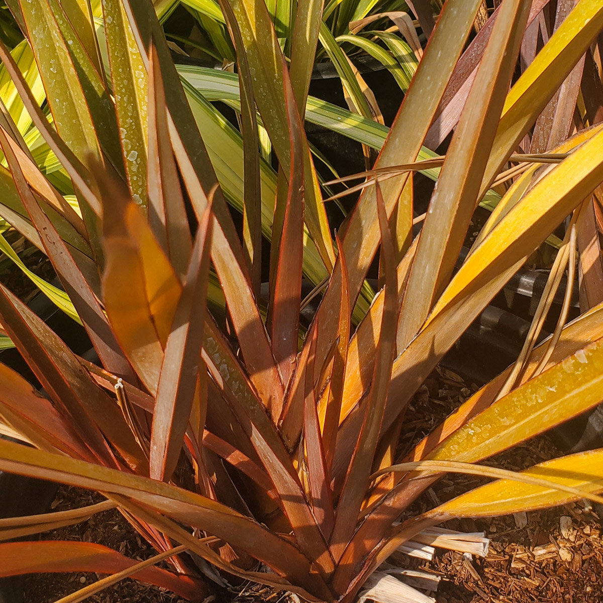 Phormium Cookianum New Zealand Flax | SiteOne