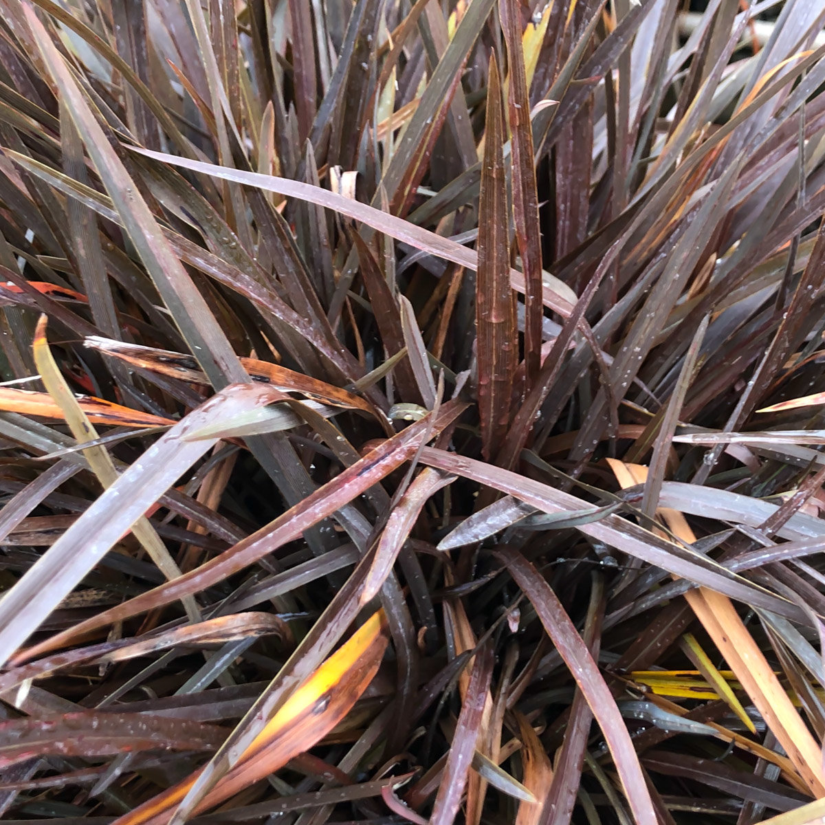 Phormium Tenax Rubrum New Zealand Flax | SiteOne