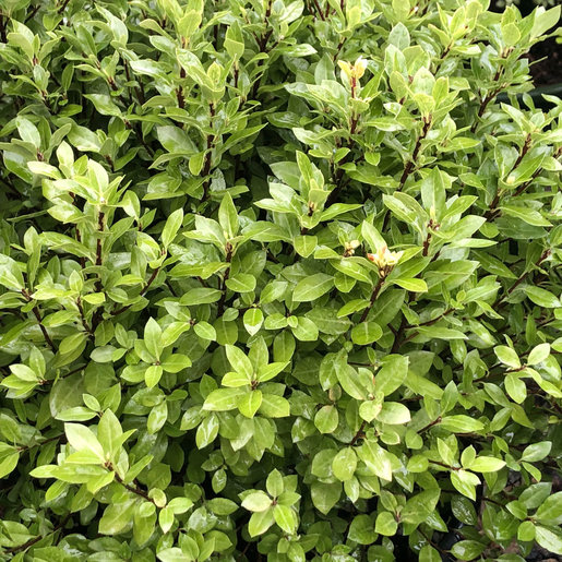 Pittosporum Tenuifolium Beach Ball Kohuhu | SiteOne