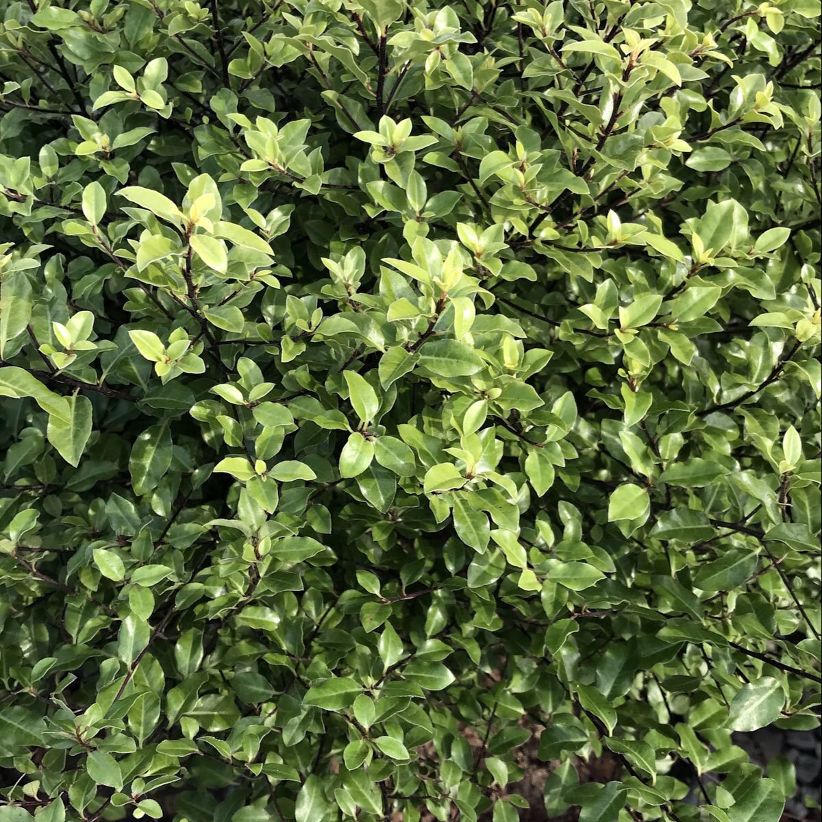 Pittosporum Tenuifolium Elfin Kohuhu | SiteOne