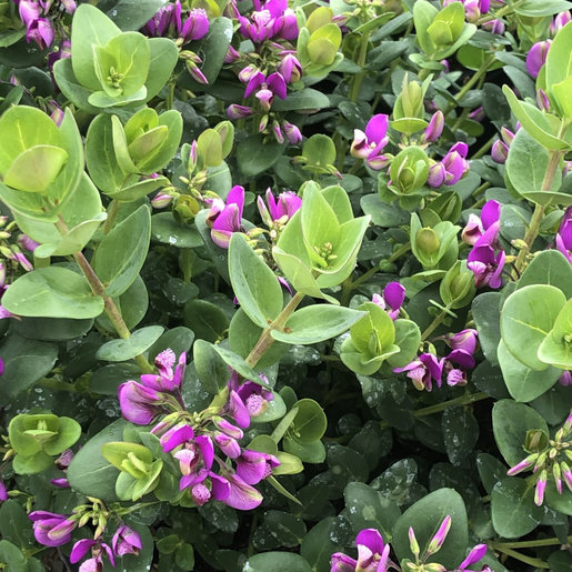 Polygala Myrtifolia Mariposa Sweet Pea Bush | SiteOne
