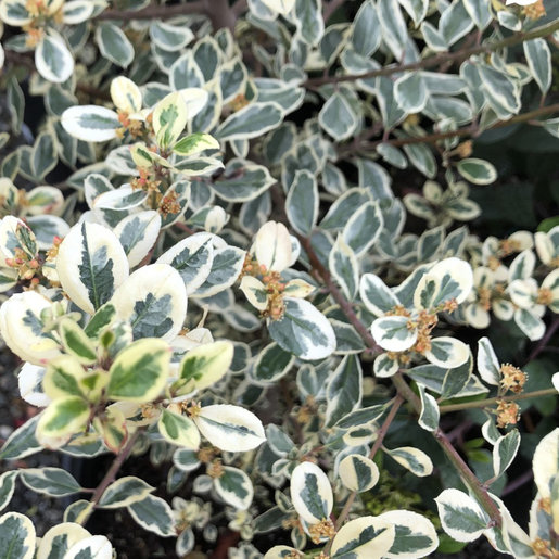 Rhamnus Alaternus Variegata Italian Buckthorn | SiteOne