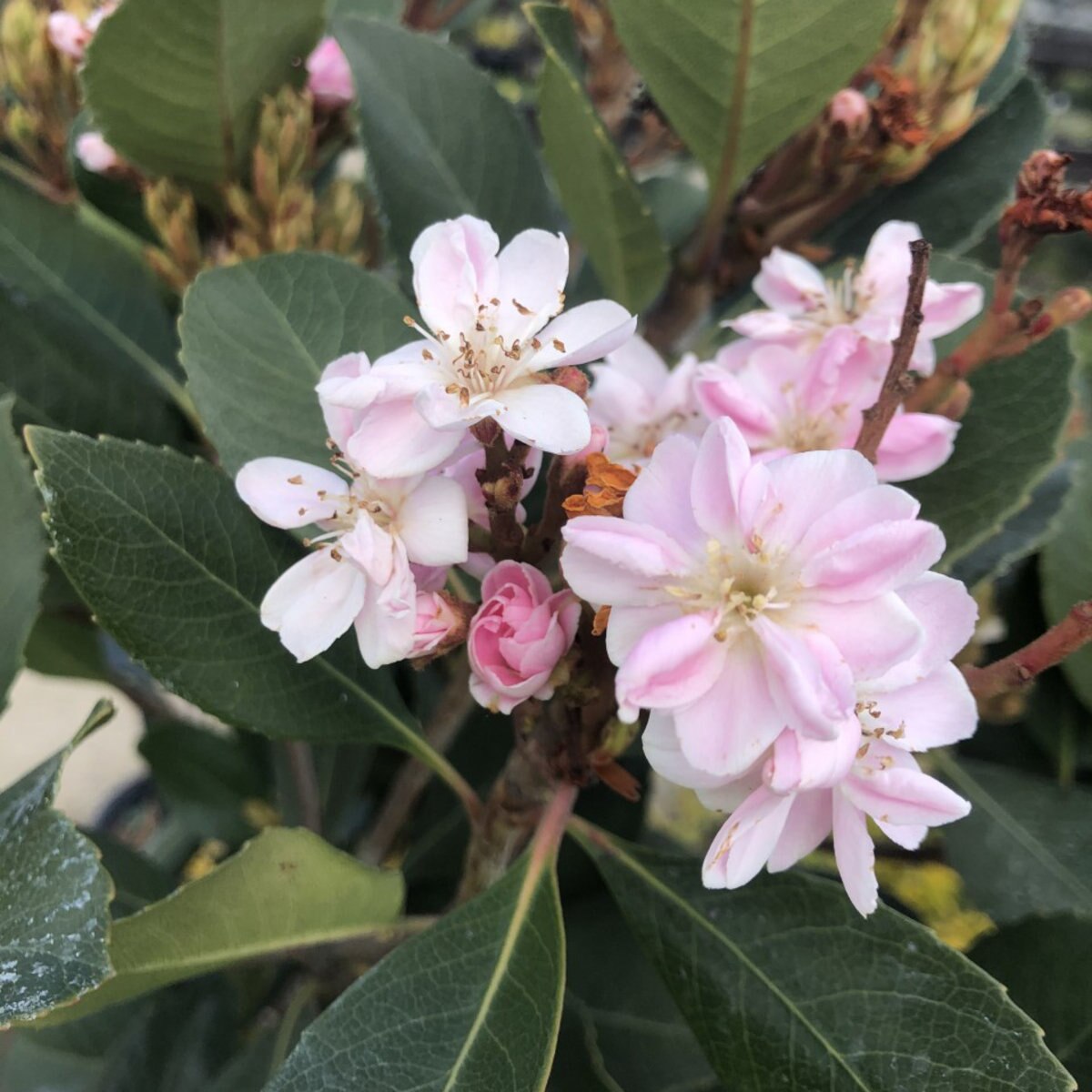 Rhaphiolepis Indica Magnificent Indian Hawthorn | SiteOne