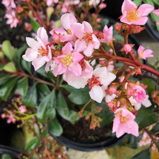 Rhaphiolepis Indica Pink Dancer Indian Hawthorn | SiteOne